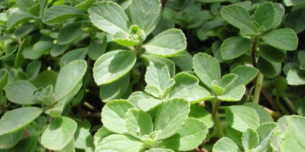 Plantas medicinales, el boldo