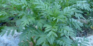Artemisa: cultivo, beneficios y propiedades medicinales