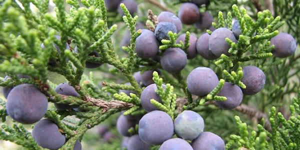 Plantas medicinales, el enebro