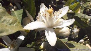 Flor de azahar - Las Plantas Medicinales