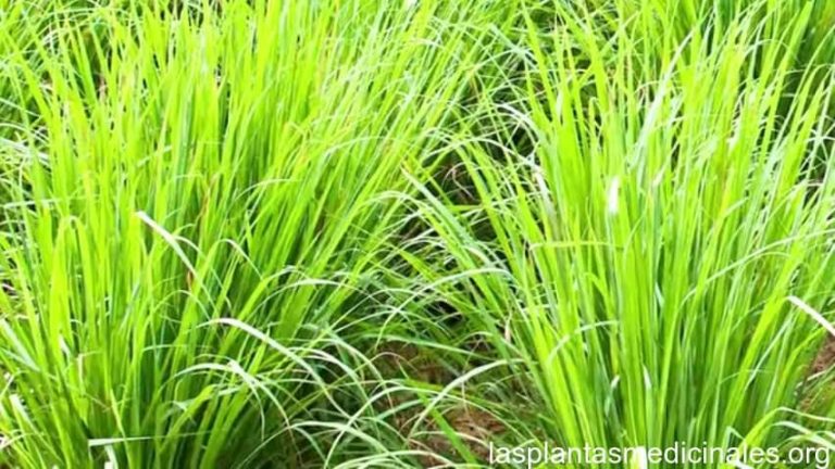 Malojillo - Las Plantas Medicinales