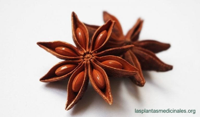 Anís - Las Plantas Medicinales