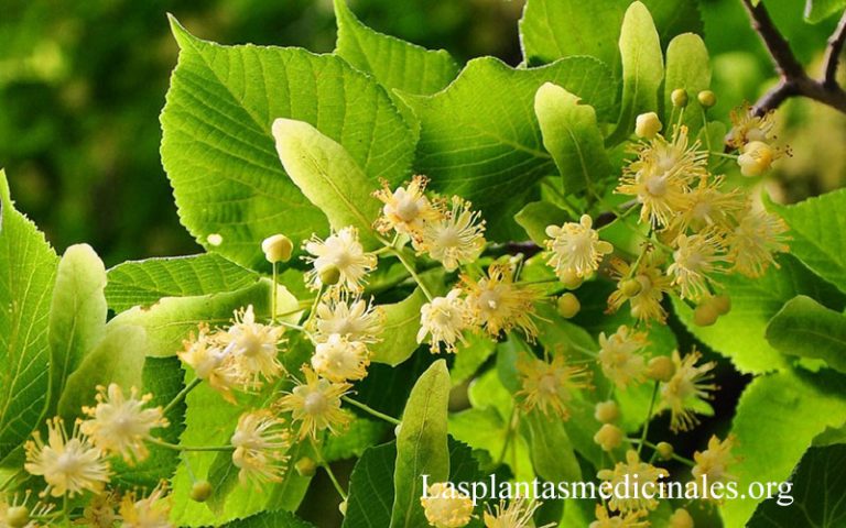 Planta medicinal tilo: Beneficios y propiedades