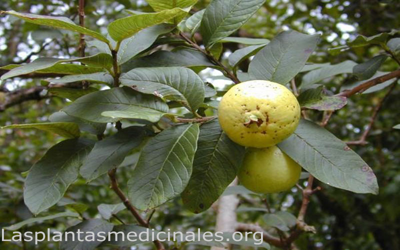 Todos los beneficios y usos de la planta medicinal guayaba
