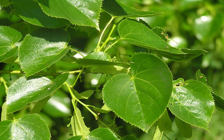 Planta medicinal tilo: Beneficios y propiedades