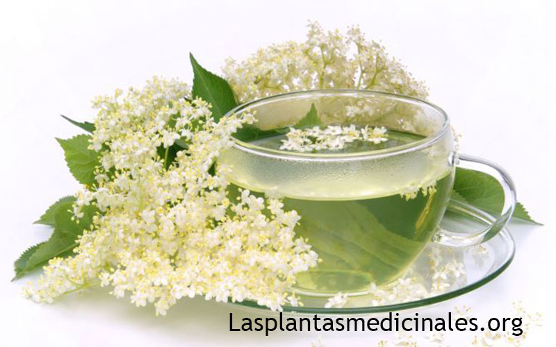 Planta medicinal sauco: Beneficios, propiedades y como usarla.