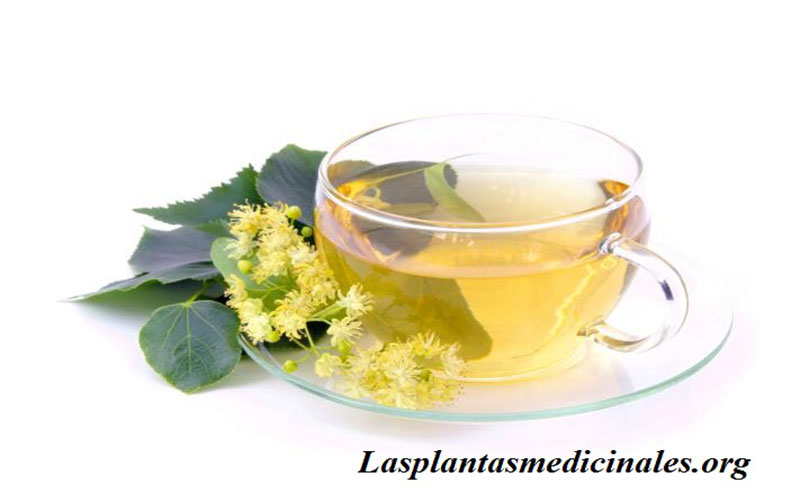 Planta medicinal tilo: Beneficios y propiedades