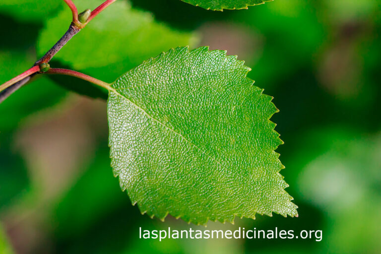 Abedul: Todas sus propiedades y beneficios