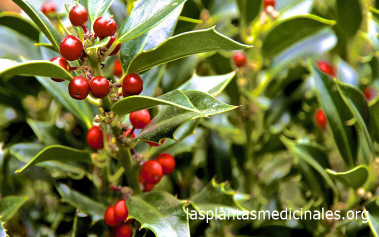 acebo: Todos los beneficios de esta planta medicinal