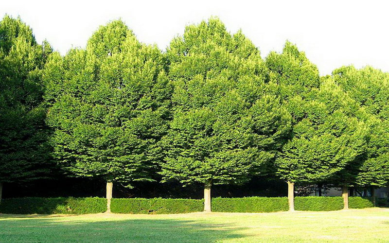 Abedul: Todas sus propiedades y beneficios