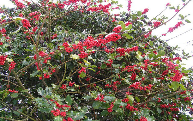 acebo: Todos los beneficios de esta planta medicinal